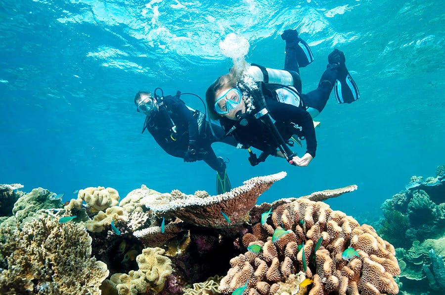 Best Sea Turtle & Marine Conservation Volunteer Abroad Programs | IVHQ