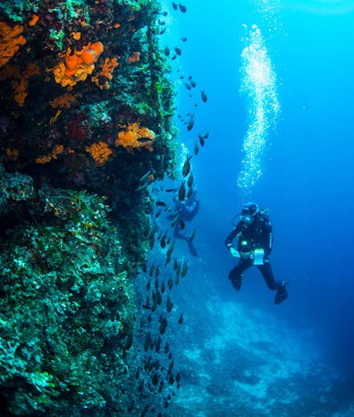 Marine Conservation Volunteer Program in Greece - Alonissos | IVHQ
