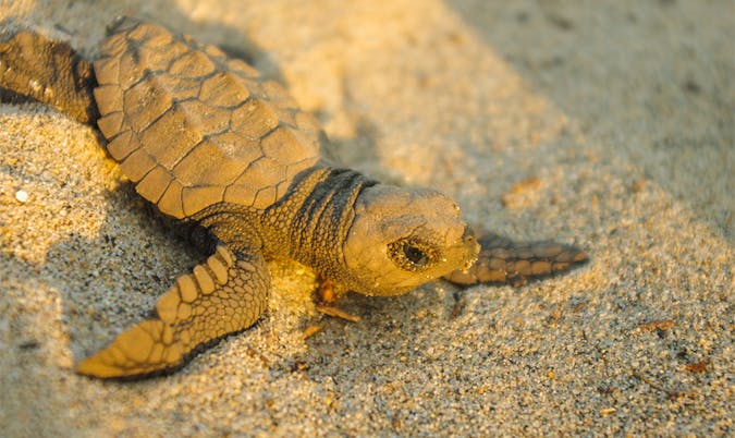 Mexico Sea Turtle and Reptile Conservation Volunteer Program | IVHQ