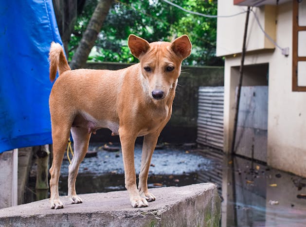 Animal Care Volunteer Program in Lima - Peru | IVHQ
